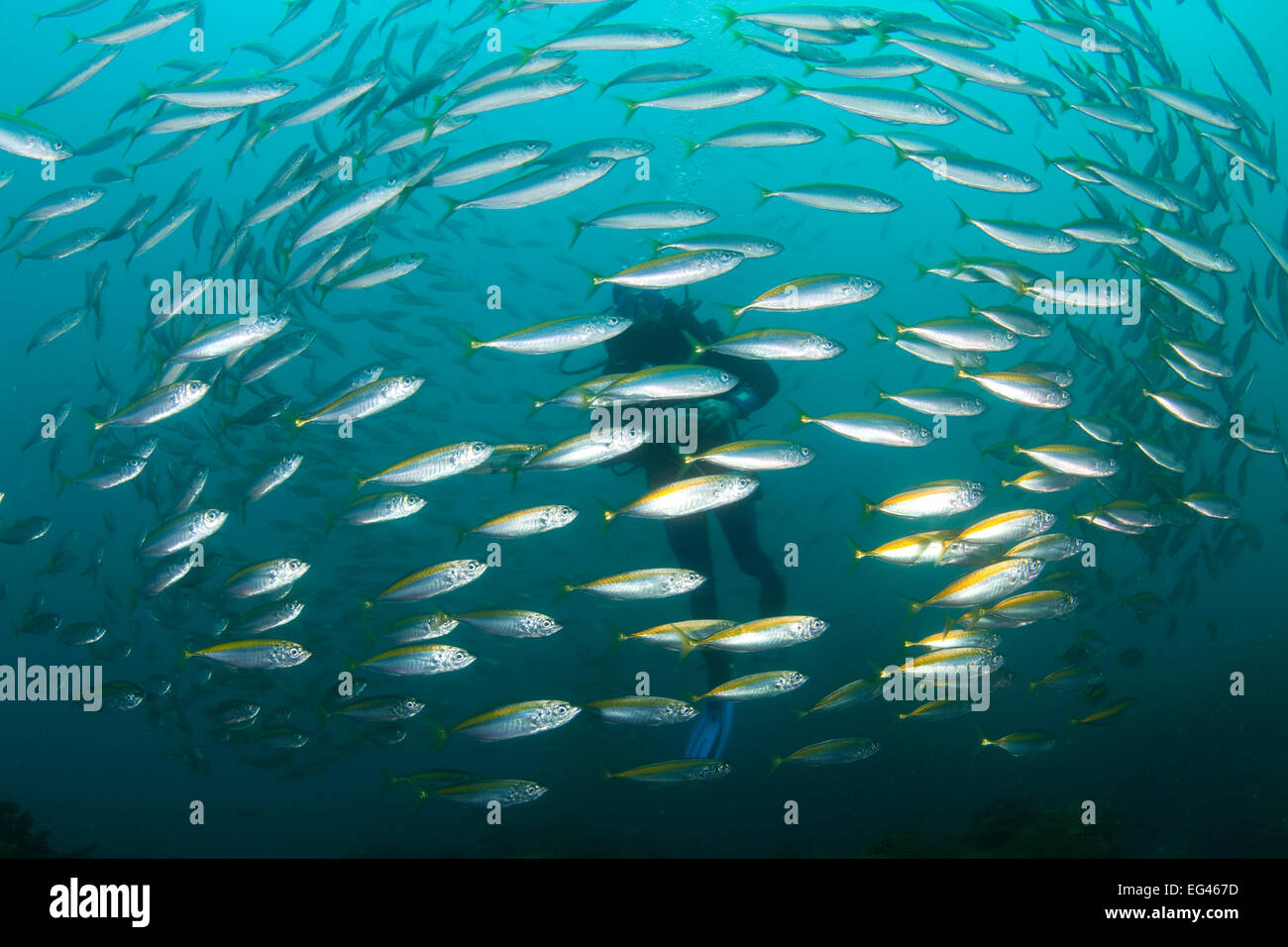 Koheru hi-res stock photography and images - Alamy