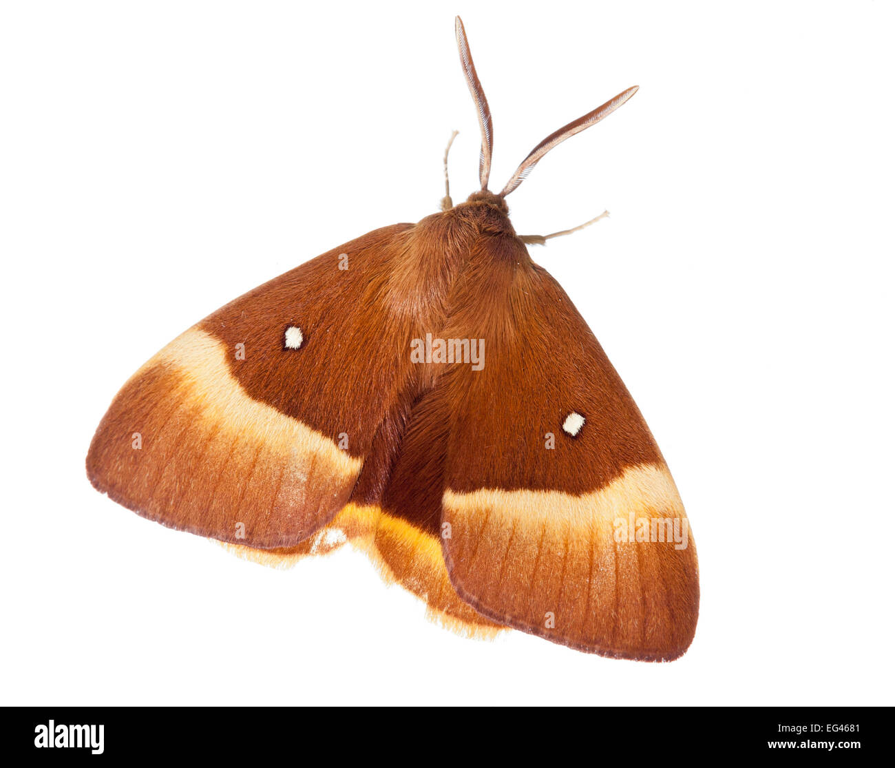 Oak Eggar Moth (Lasiocampa quercus) against white background. France ...
