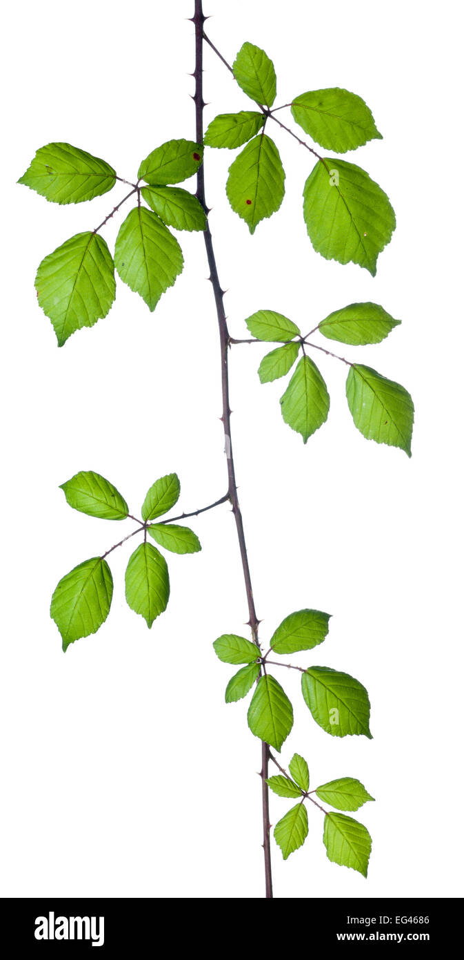 Bramble (Rubus plicatus) leaves stem against white background. France ...