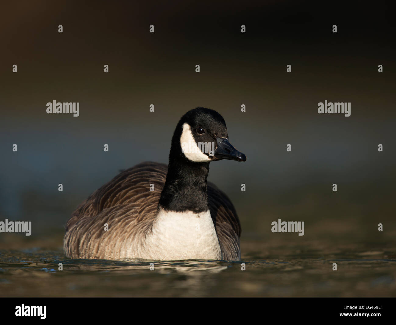 Canada Goose (Branta canadensis), MoseRMRMe, RMuxembourg Stock Photo ...