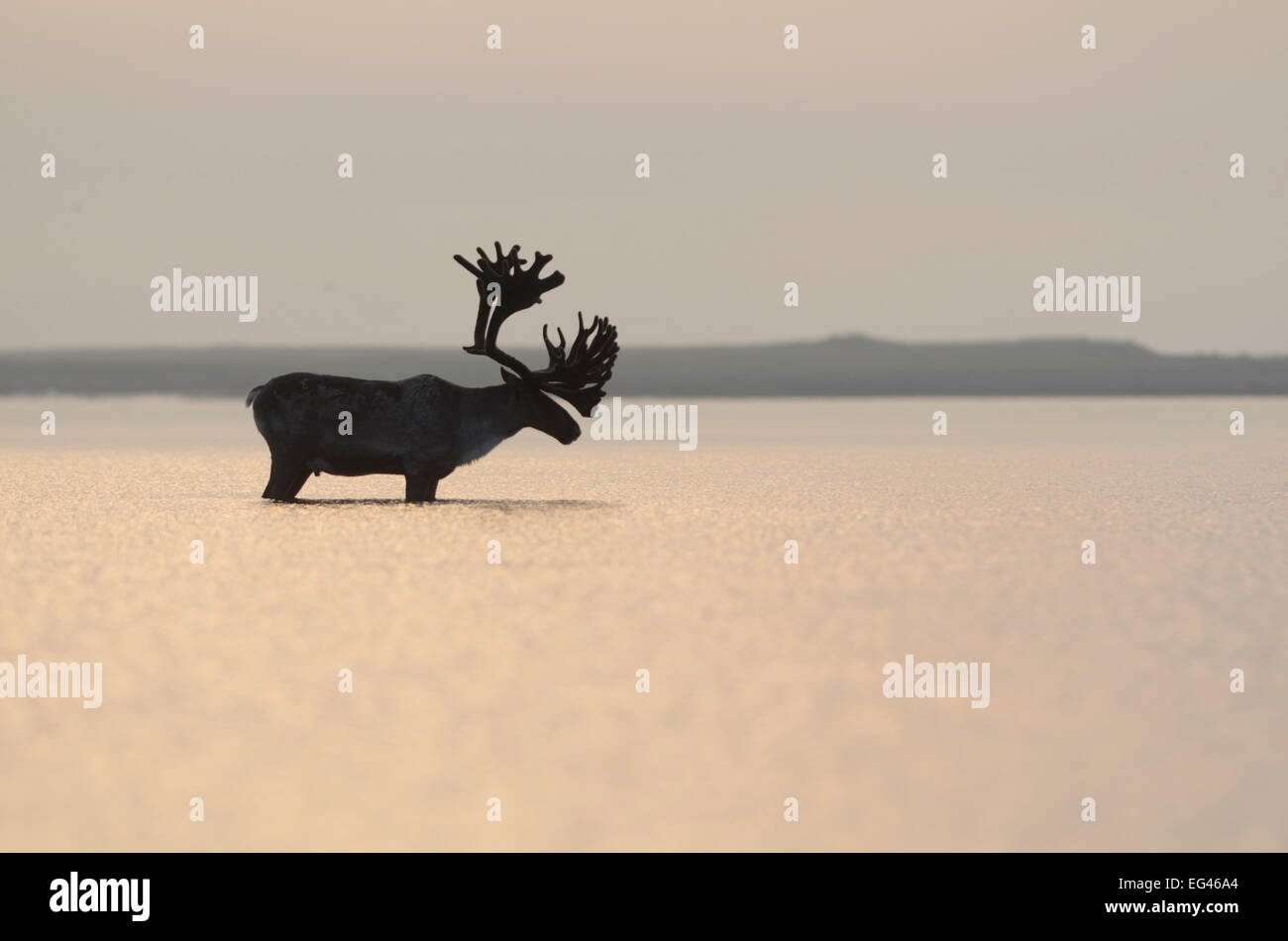 Reindeer side profile hi-res stock photography and images - Alamy