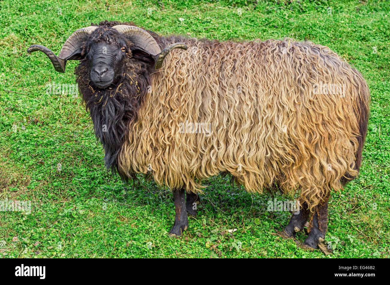 Side view of goat standing on green grass Stock Photo - Alamy