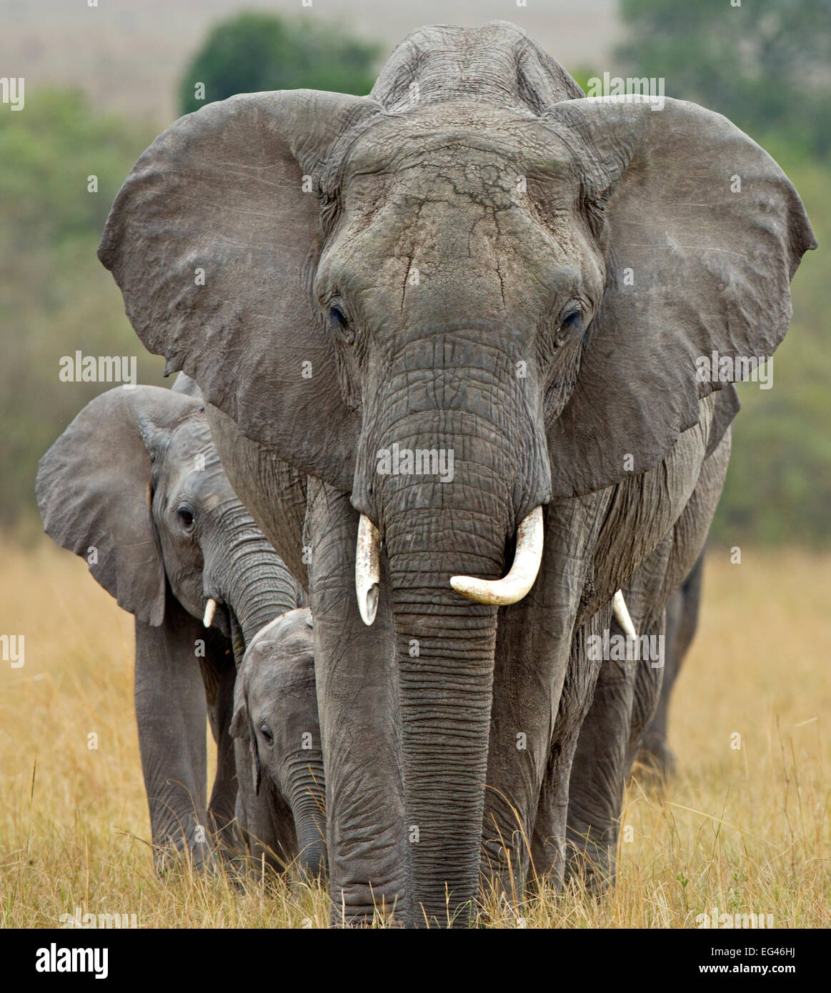 African Elephant (Loxodonta africana) breeding herd led by matriarch ...