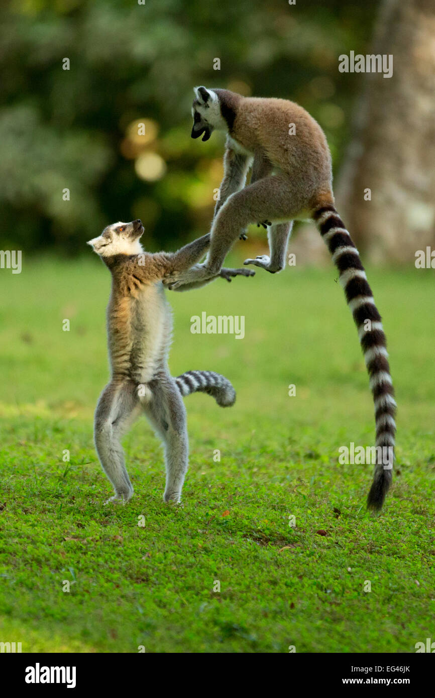 Leaping lemurs hi-res stock photography and images - Alamy