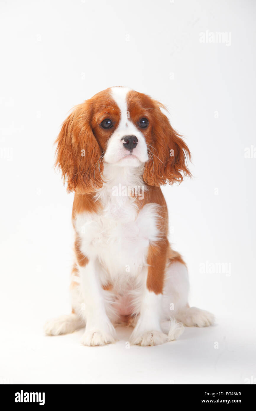 Cavalier King Charles Spaniel puppy blenheim coat sitting aged 5 months ...