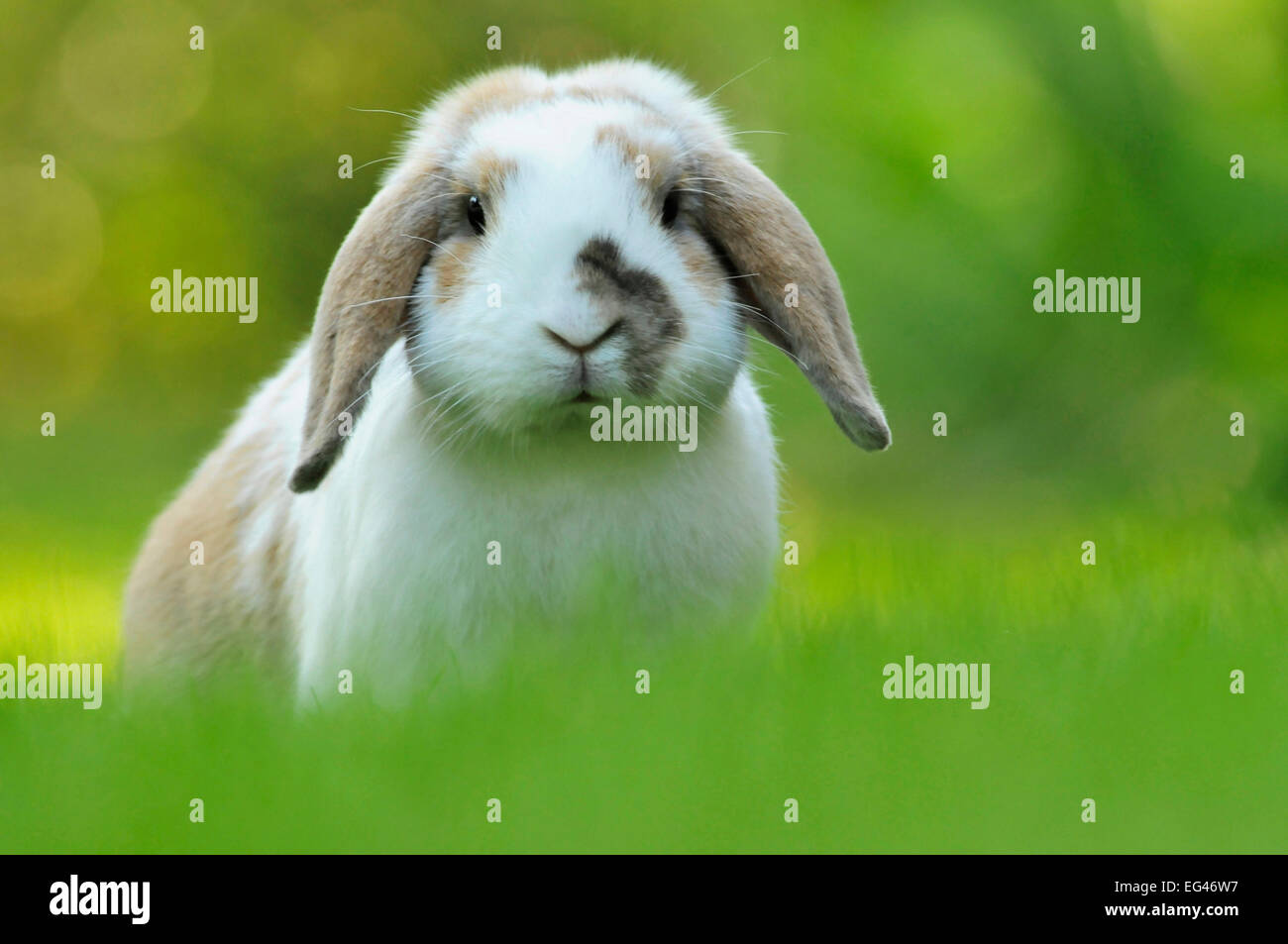 Portrait brown white coated Holland lop-eared domestic rabbit ...