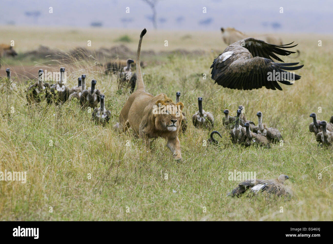 Vulture Eating Lion