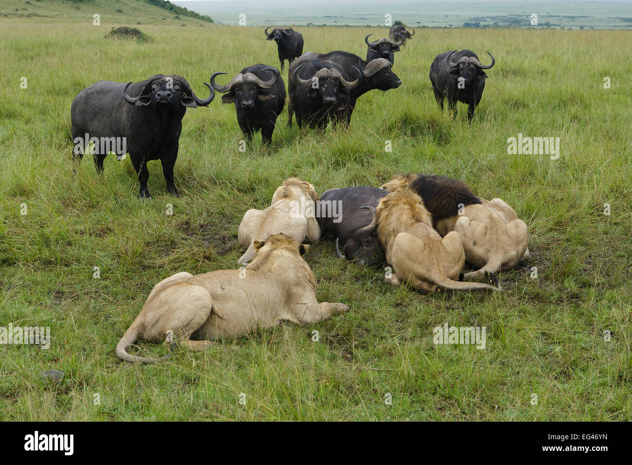 Defensive african buffalo hi-res stock photography and images - Alamy