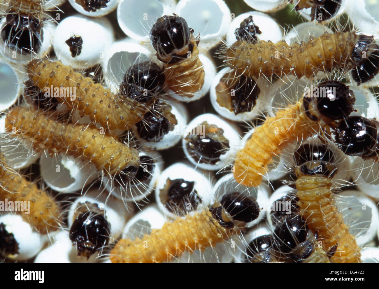 Mopane moth (Imbrasia belina) eggs hatching Tuli Block Botswana Stock ...