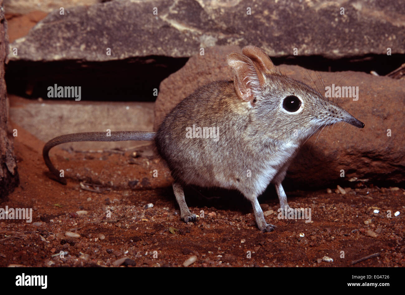 Rufous elephant shrew (Elephantulus rufescens) Tuli Block Botswana ...