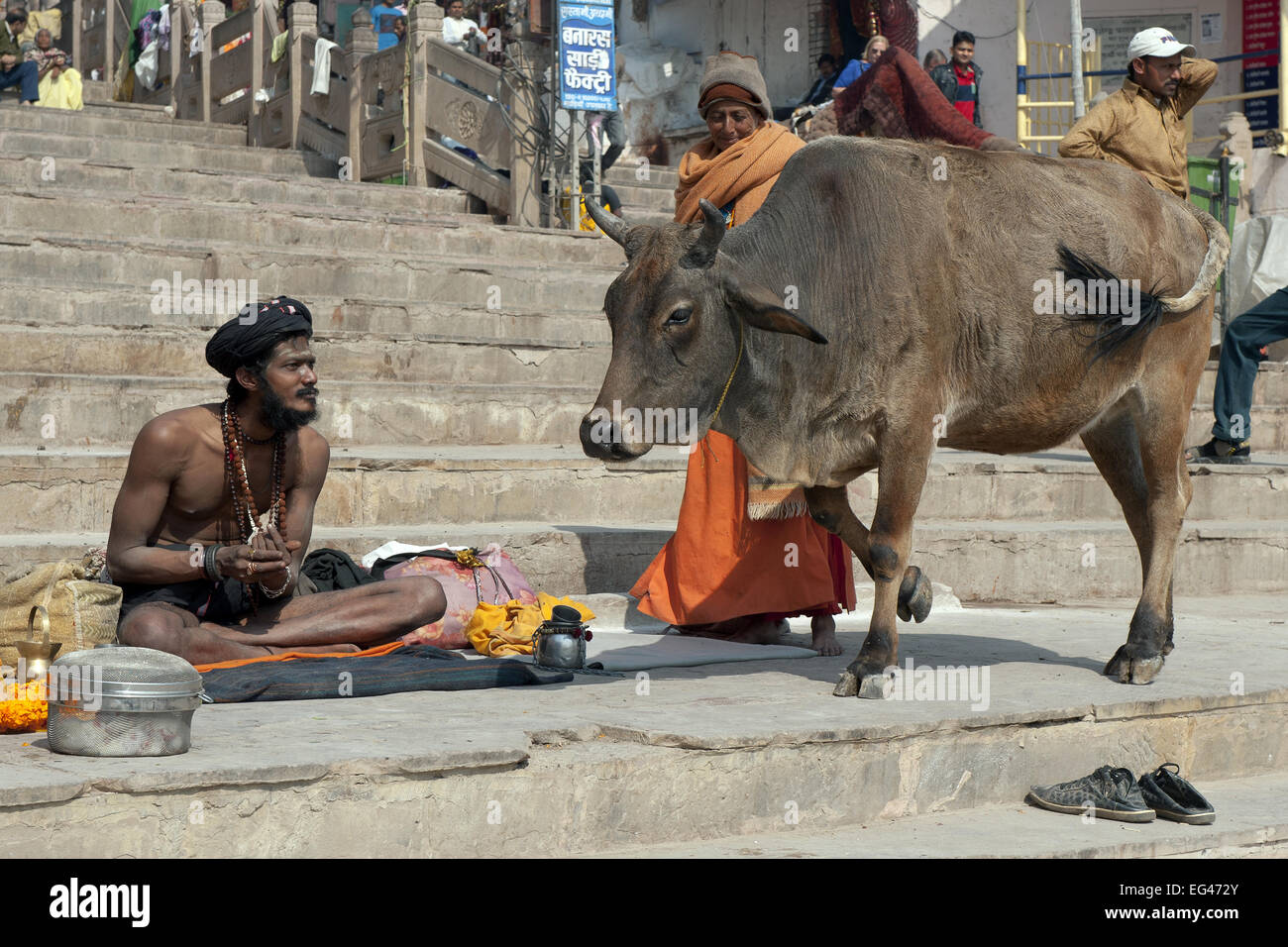 Zebu cattle (Bos primigenius indicus) holy cow walking past Sadhu or ...