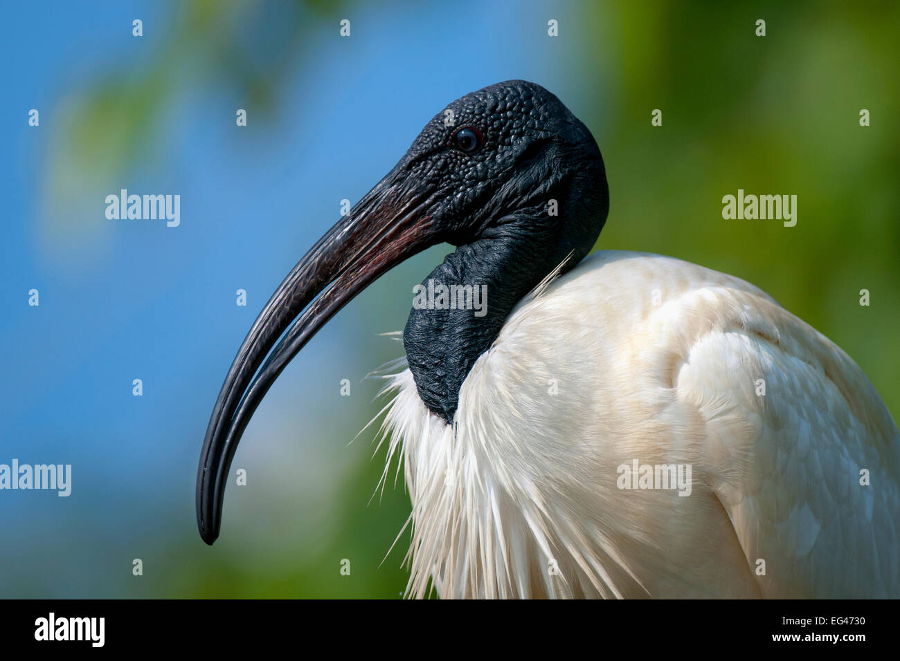Black-headed Ibis / Oriental Ibis (Threskiornis melanocephalus ...