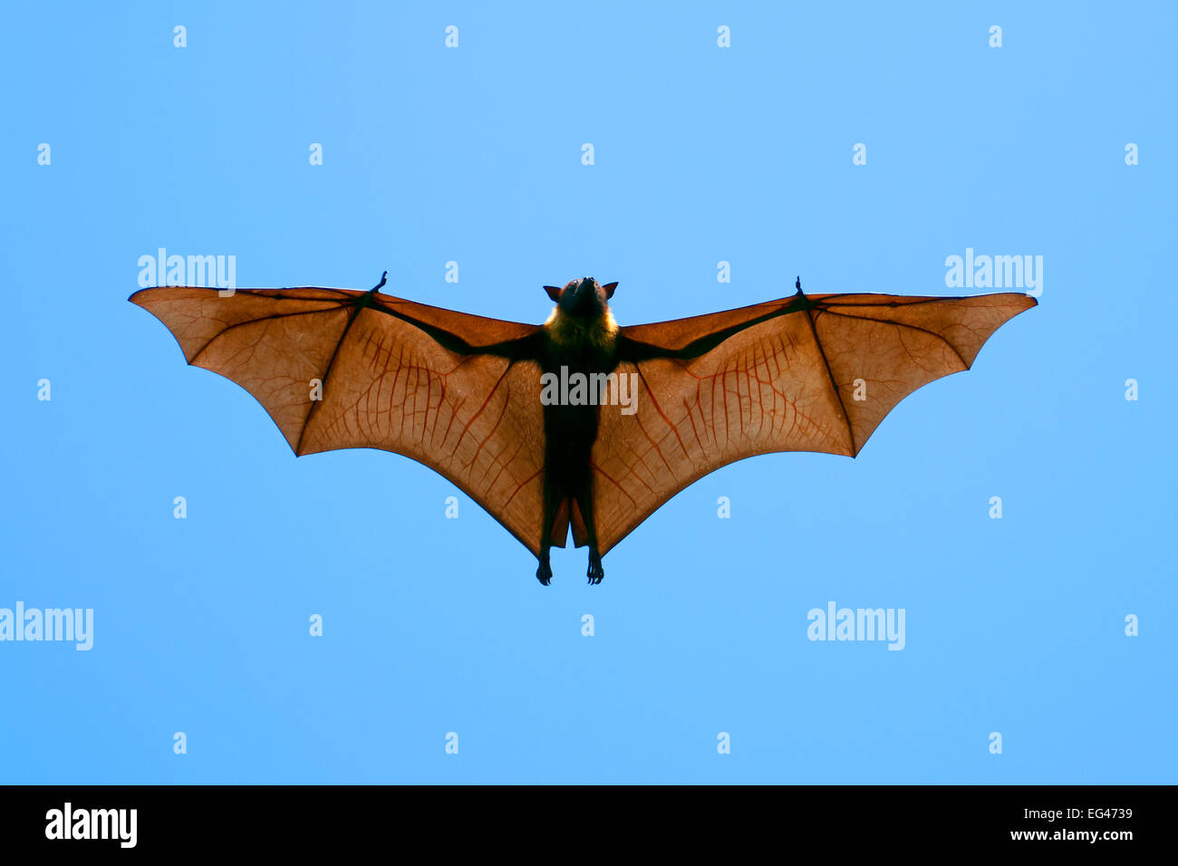 Indian Flying Fox (Pteropus giganteus) flying India Stock Photo - Alamy