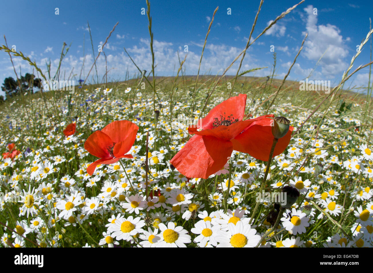Mayweed (Anthemis sp) Poppies (Papaver rhoeas) in flower near Orvieto ...