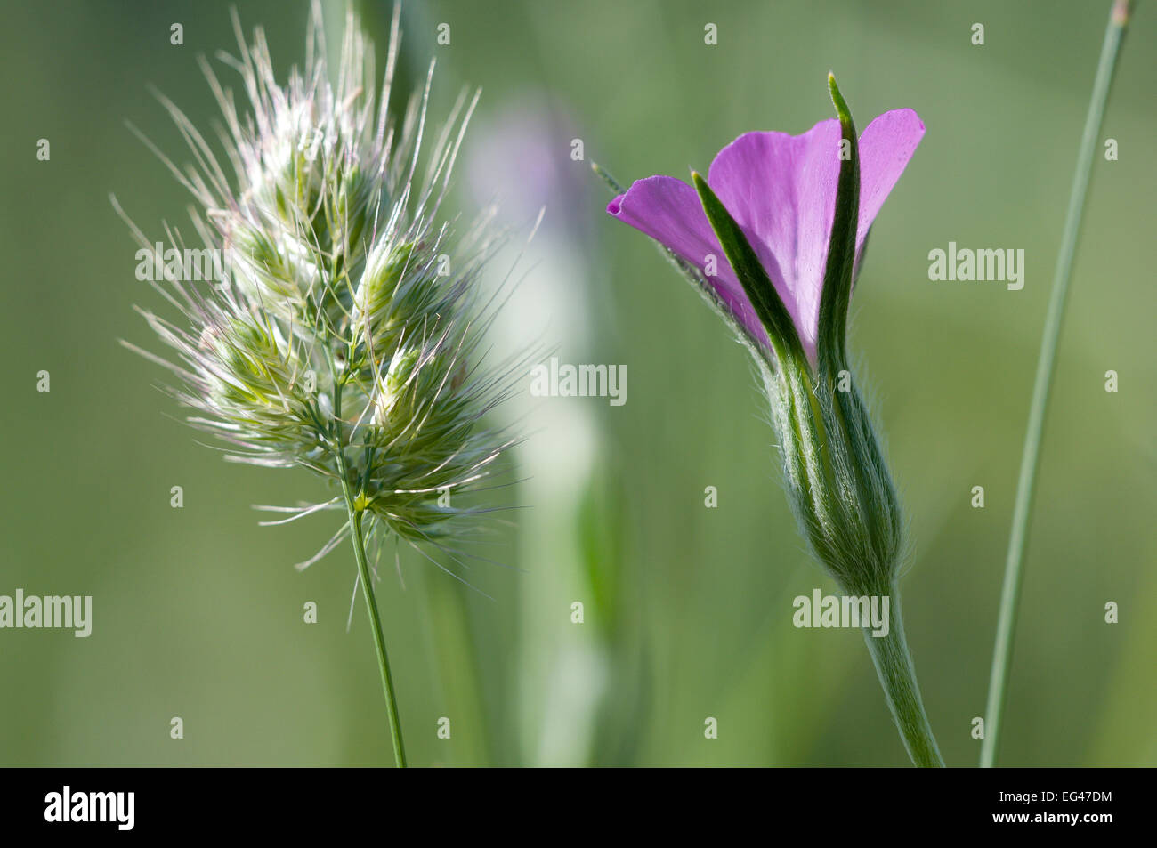 Corncockle (Agrostemma githago) in flower Piano Grande Umbria Italy ...