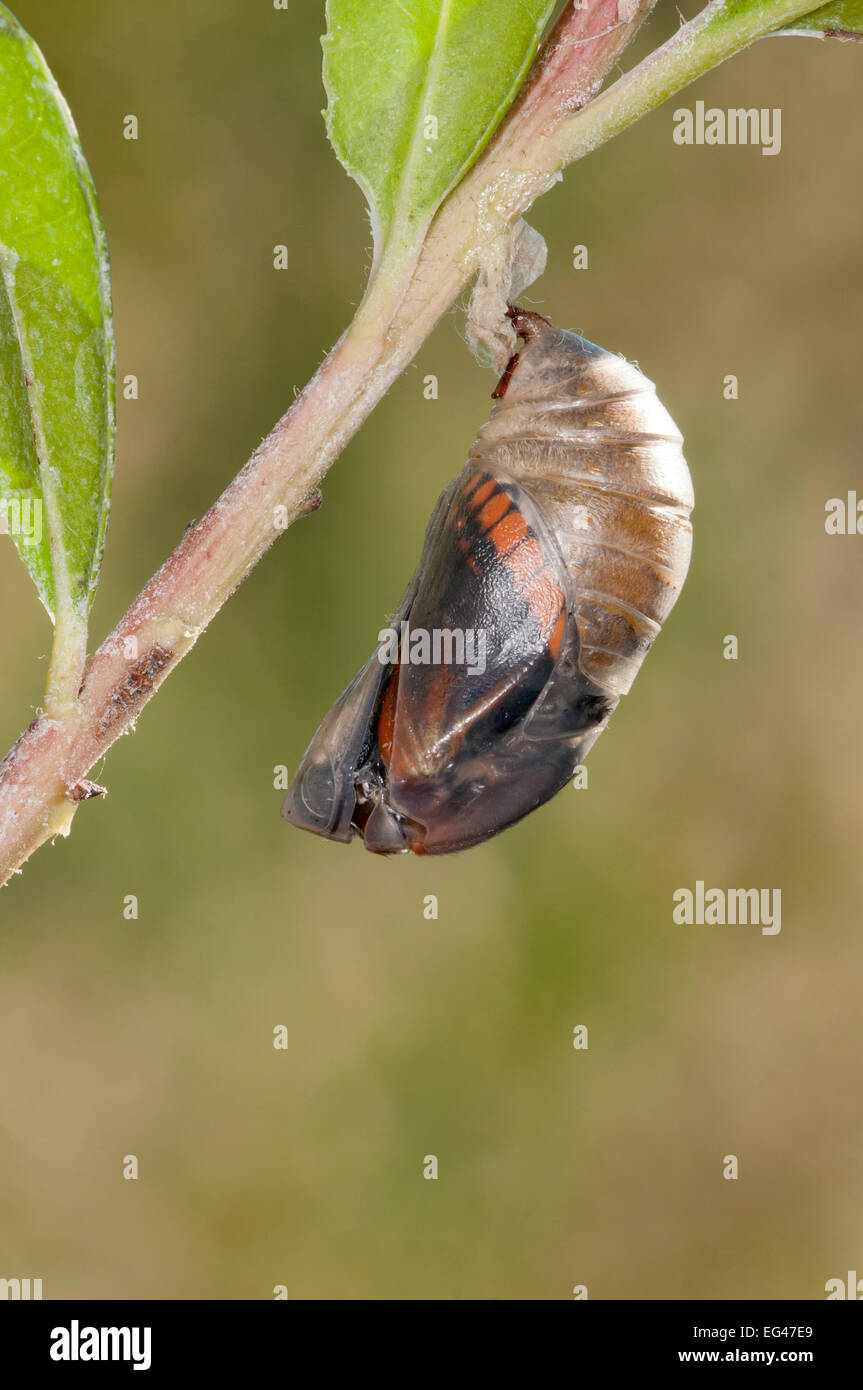 Emergence Two-tailed Pasha butterfly (Charaxes jasius) Podere ...