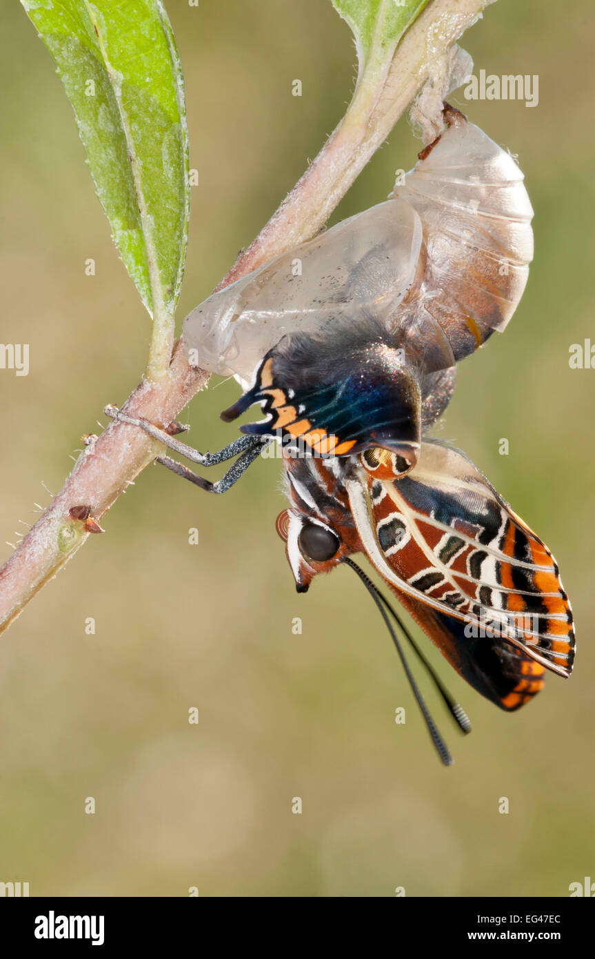 Emergence Two-tailed Pasha butterfly (Charaxes jasius) Podere ...
