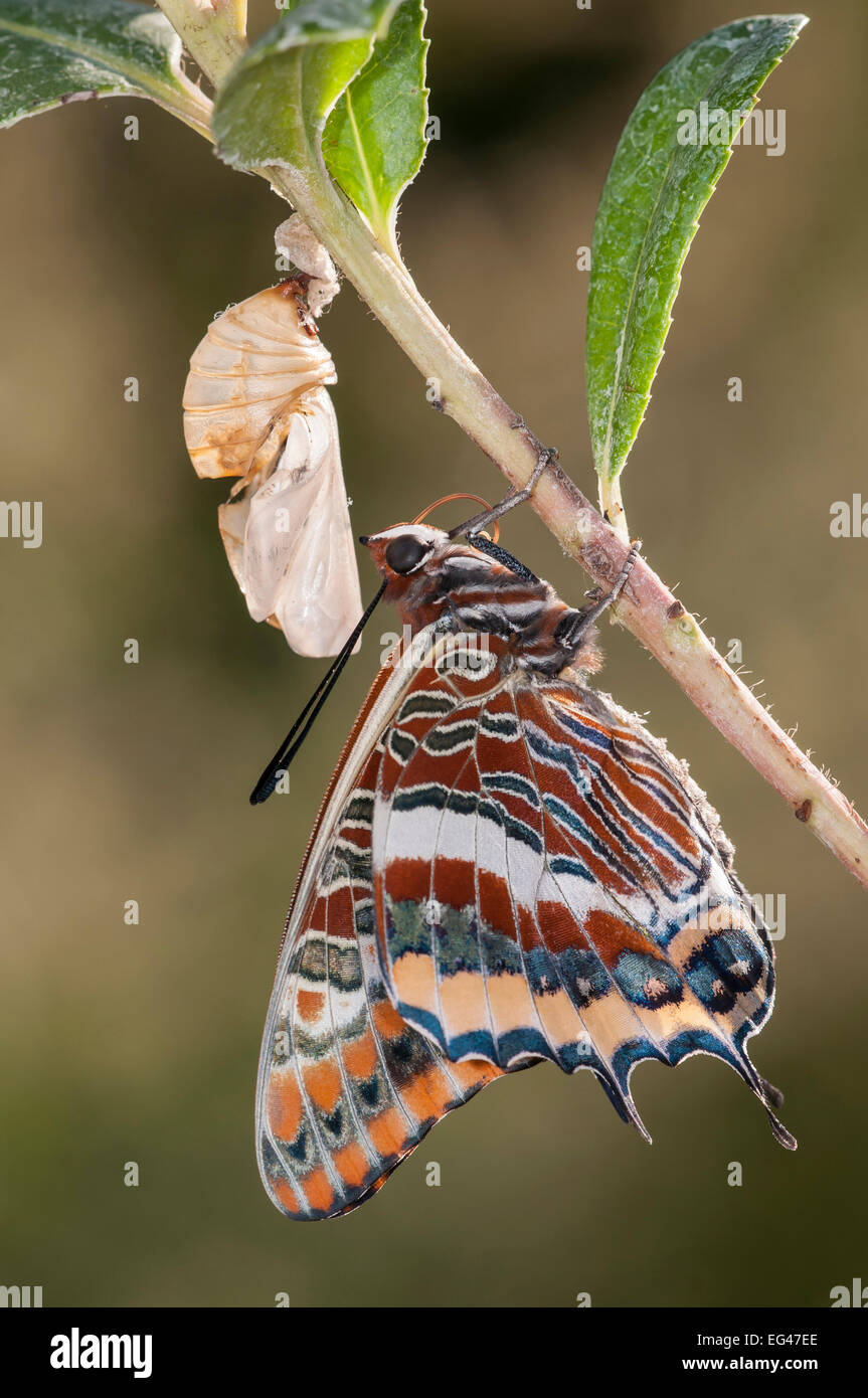 Newly emerged adult Two-tailed Pasha butterfly (Charaxes jasius) Podere ...