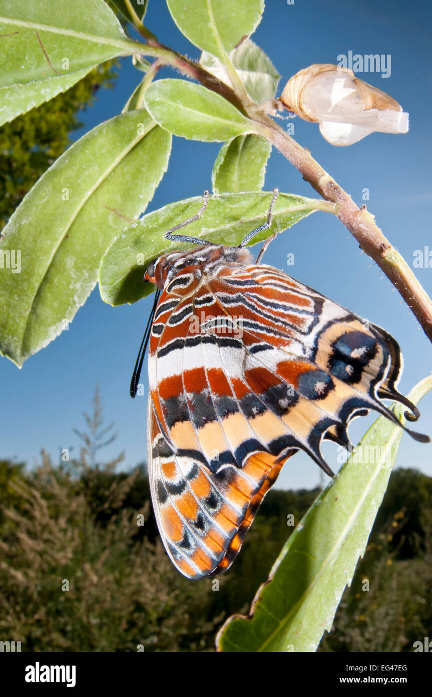 Newly emerged adult Two-tailed Pasha (Charaxes jasius) Podere ...