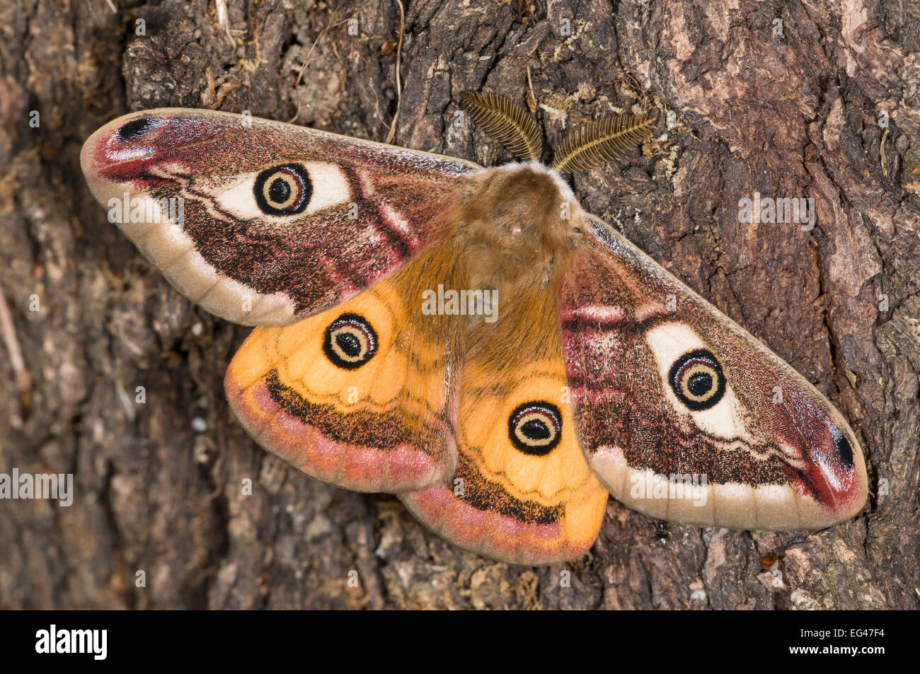 Emperor Moth (Saturnia pavoniella) male on tree bark Orvieto Umbria ...
