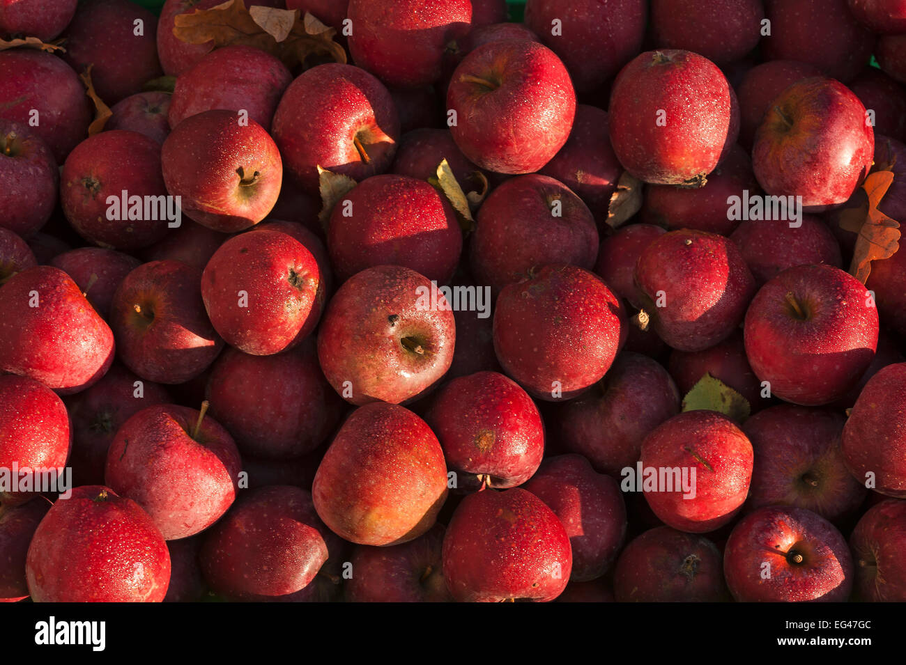 Apples with dew hi-res stock photography and images - Alamy