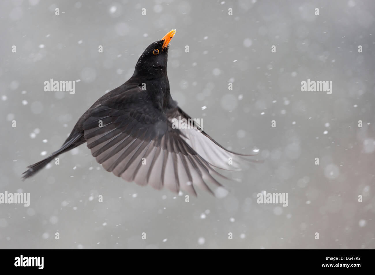 Common blackbird with negative space hi-res stock photography and ...