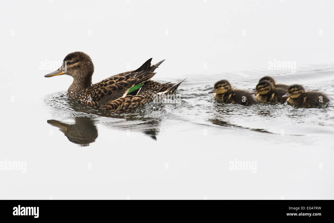Common Teal (Anas crecca) female ducklings Finland June Stock Photo - Alamy