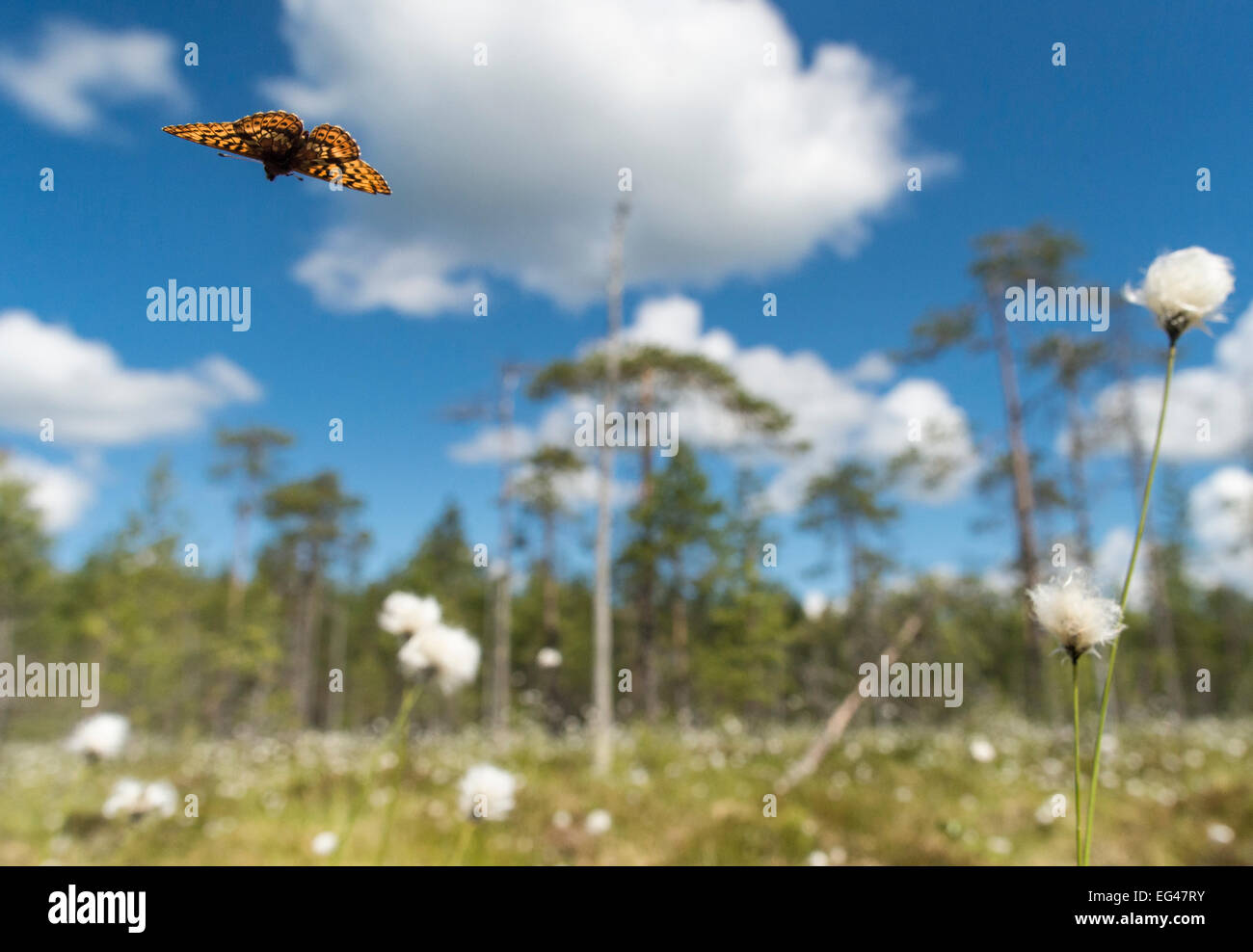 Frigga Fritillary (Boloria frigga) in habitat over cotton grass ...