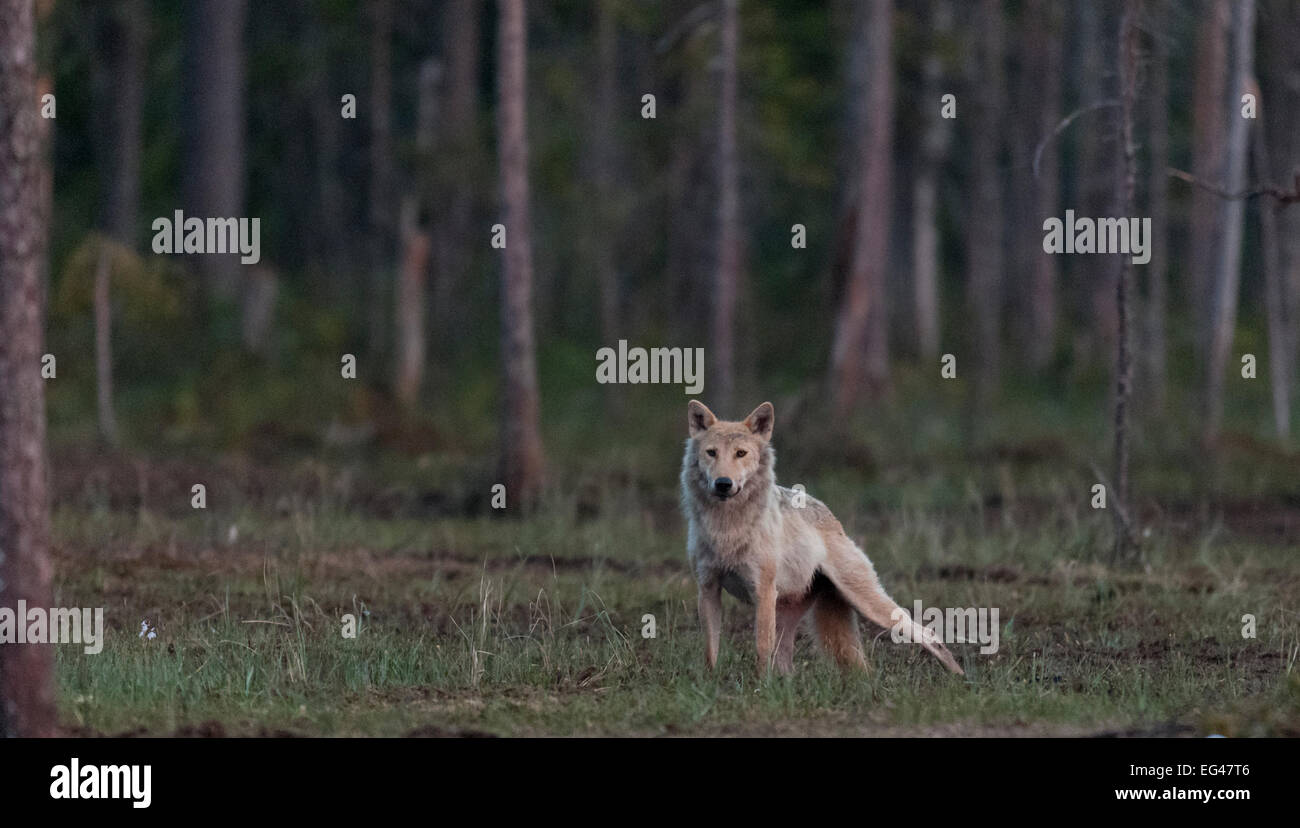 Grey wolf (Canis lupus) in forest at night Finland July Stock Photo - Alamy