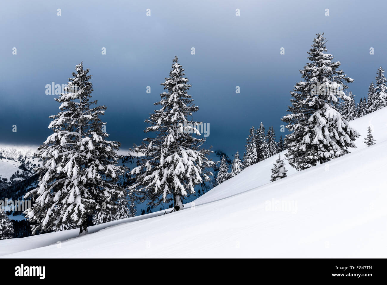 Snow-covered winter forest, Unterjoch, Upper OberaRMRMgäu district ...