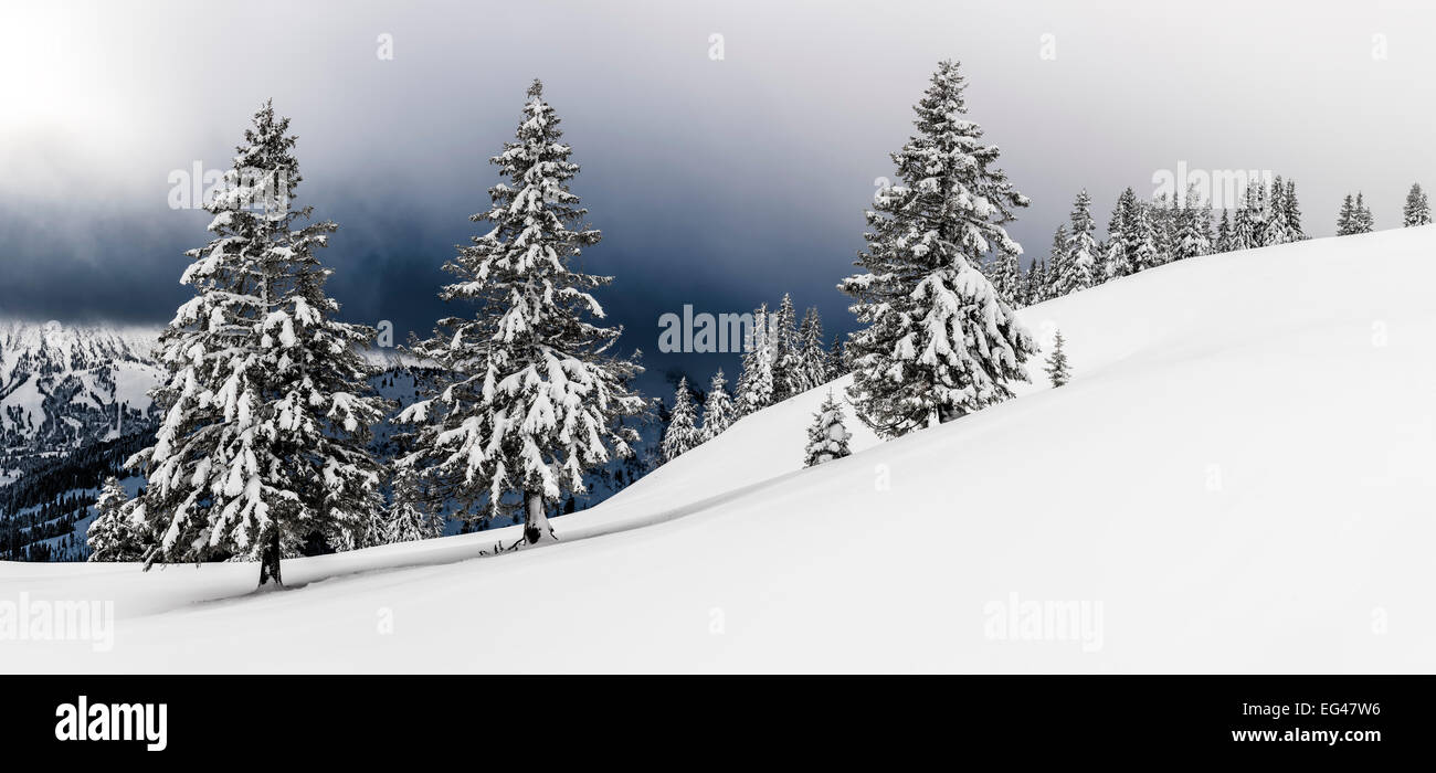 Snow-covered winter forest, Unterjoch, Upper OberaRMRMgäu district ...