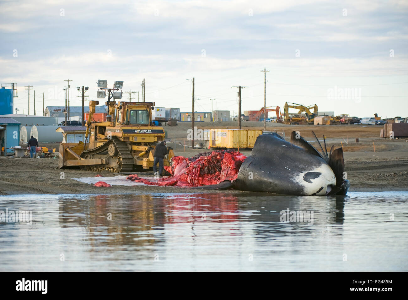 Baleen bowhead whale alaska hi-res stock photography and images - Alamy