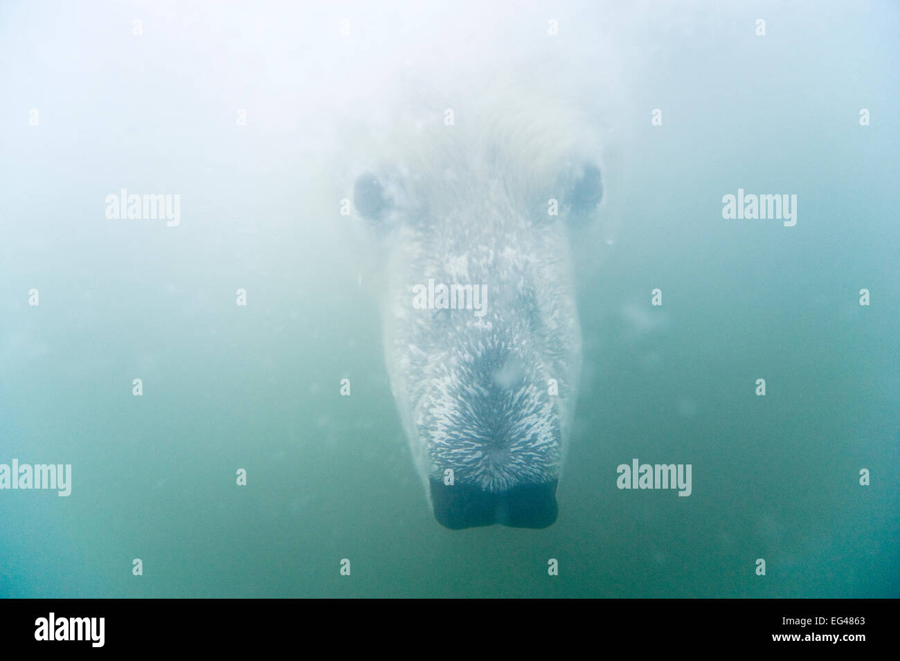 Polar bear (Ursus maritimus) curious adult head underwater Beaufort Sea ...