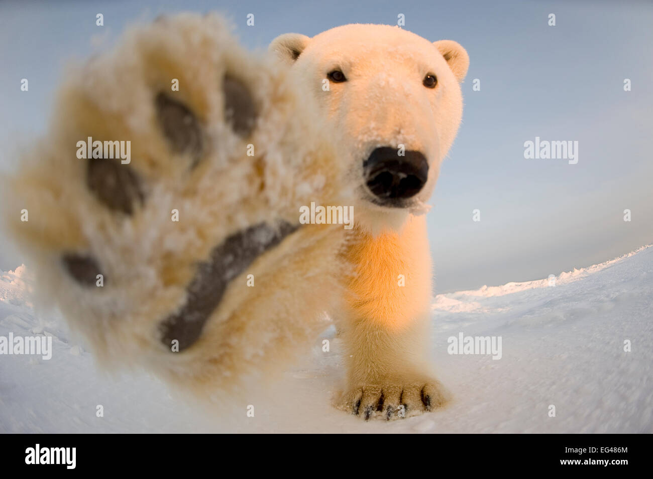 Polar bear (Ursus maritimus) curious young boar on the newly frozen ...