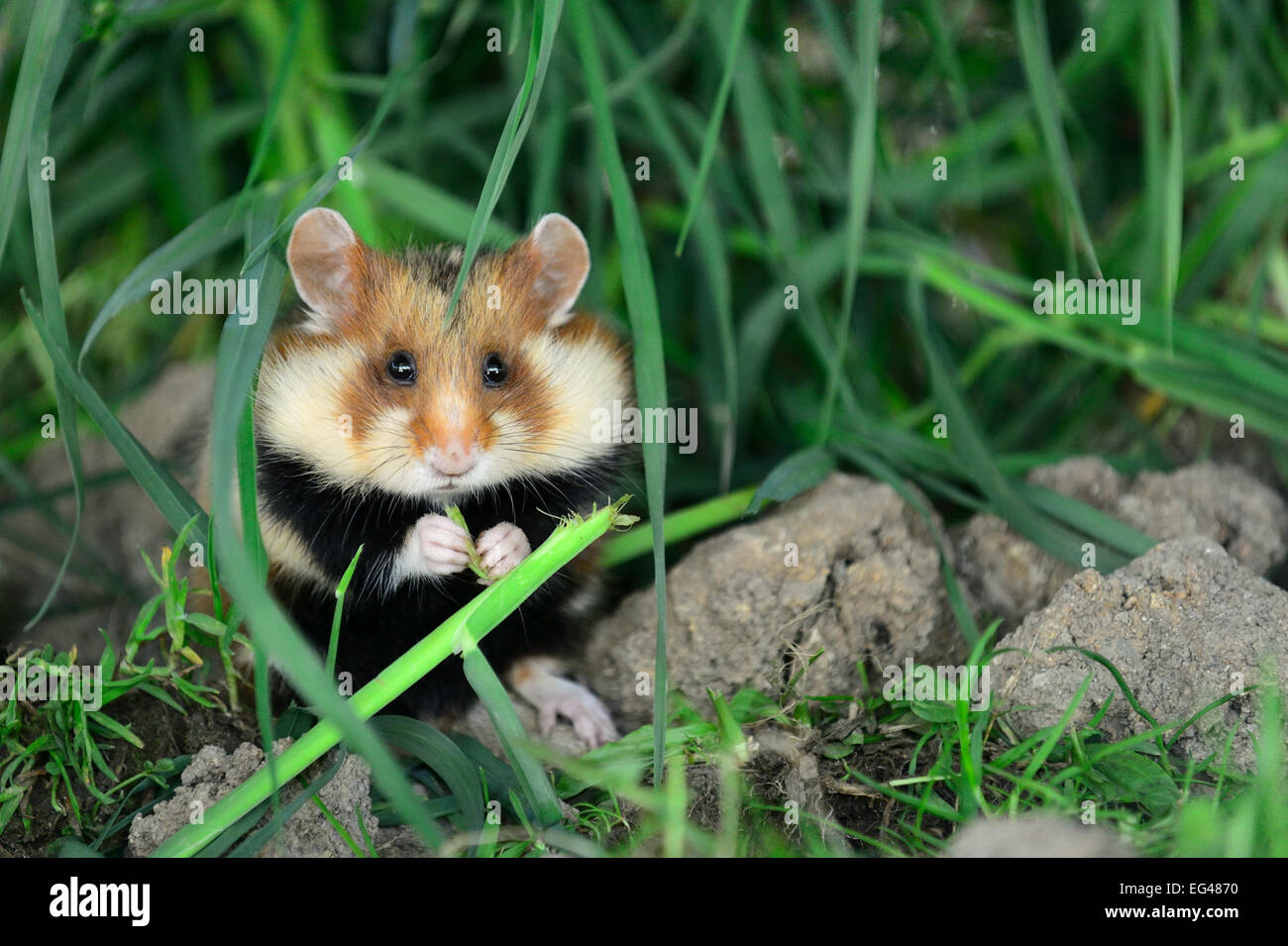 Common hamster feeding (Cricetus cricetus) Alsace France April captive ...