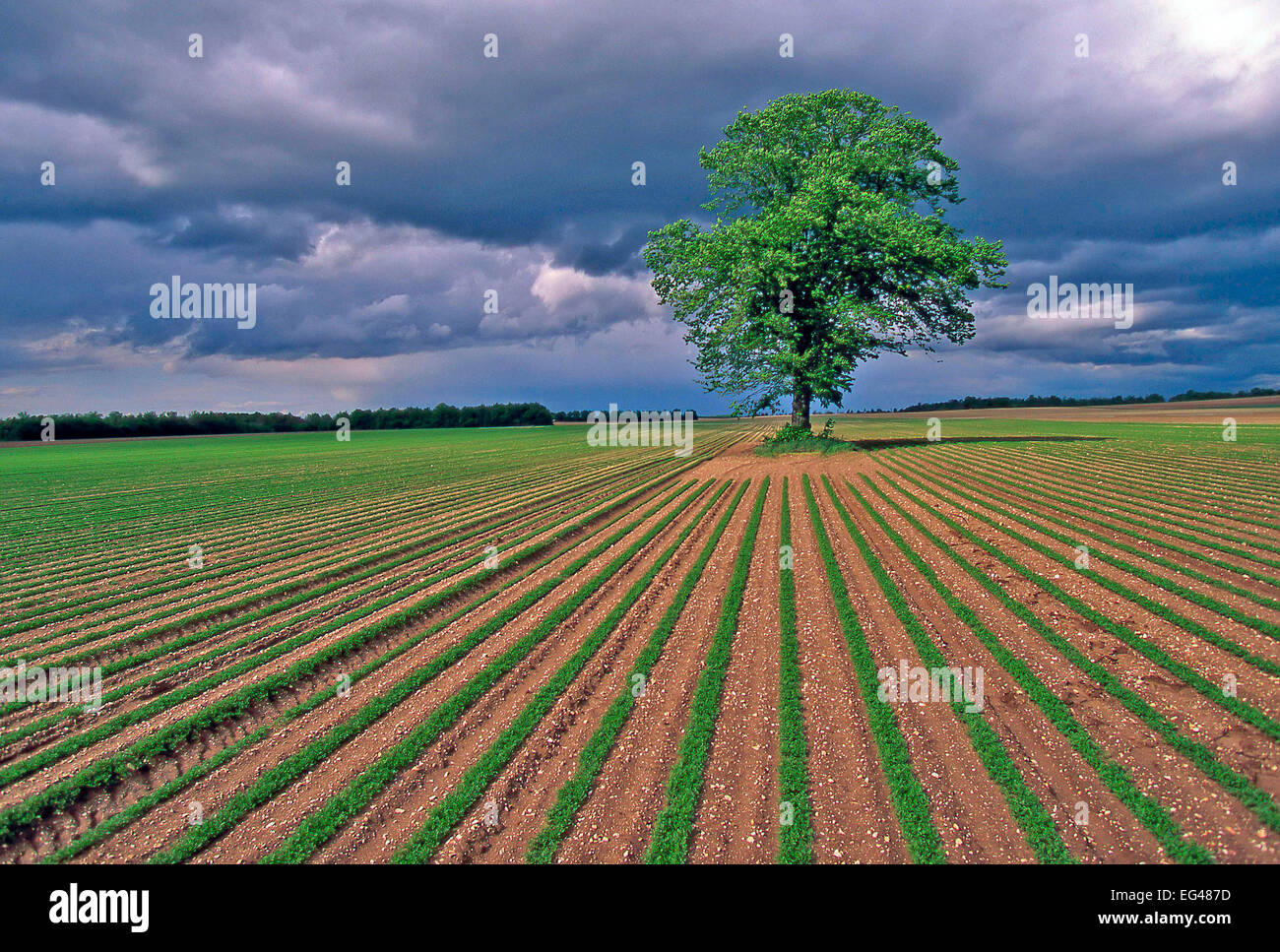 Lime tree in field carrots Sissone Picardy France June Stock Photo - Alamy