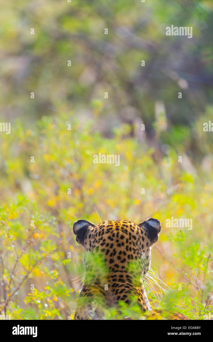 Leopard back hi-res stock photography and images - Alamy