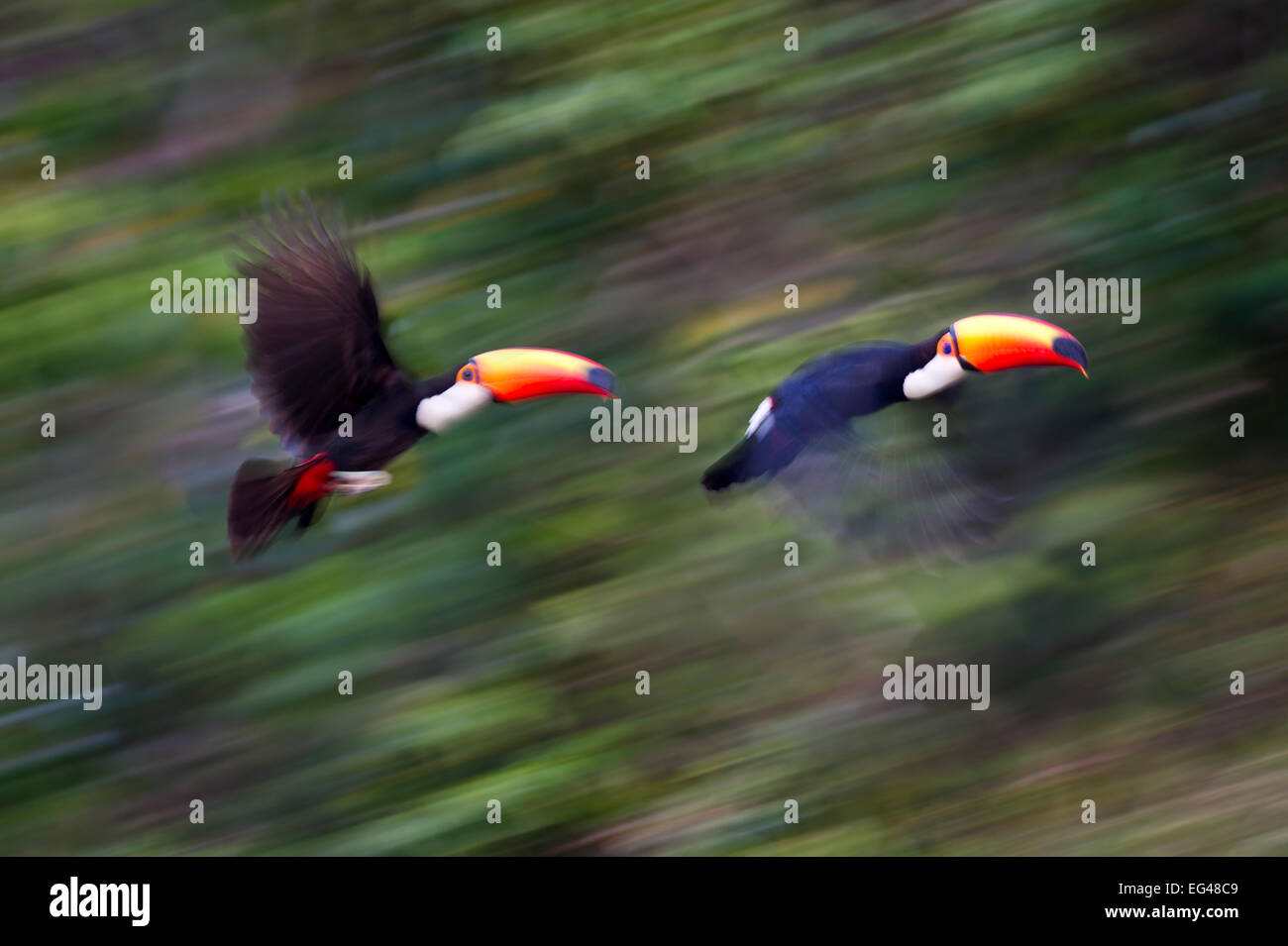 Toco Toucans (Ramphastos toco) taking flight the forest canopy. Banks ...