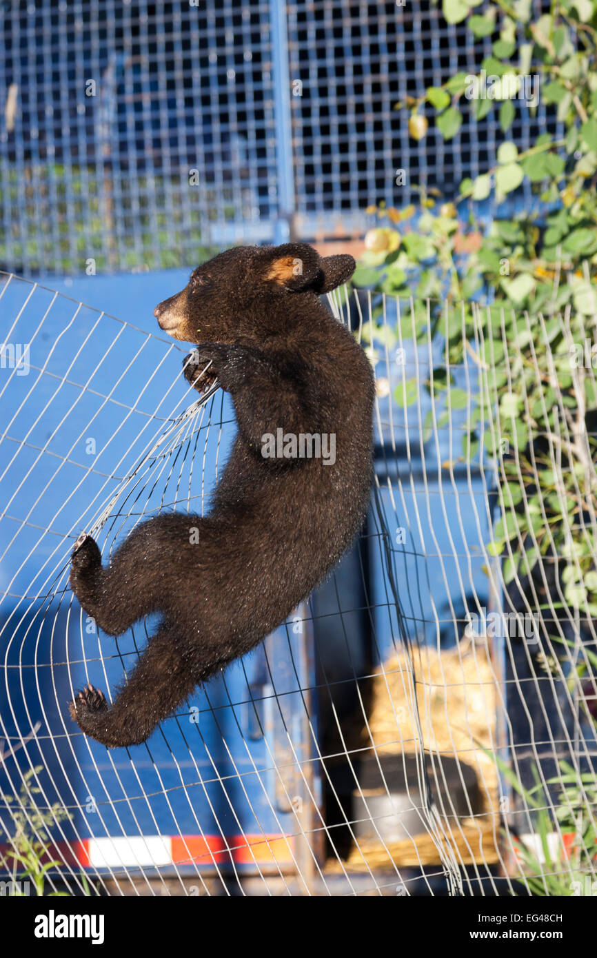 Black bear (Ursus americanus) cub climbing fence Minnesota USA May ...