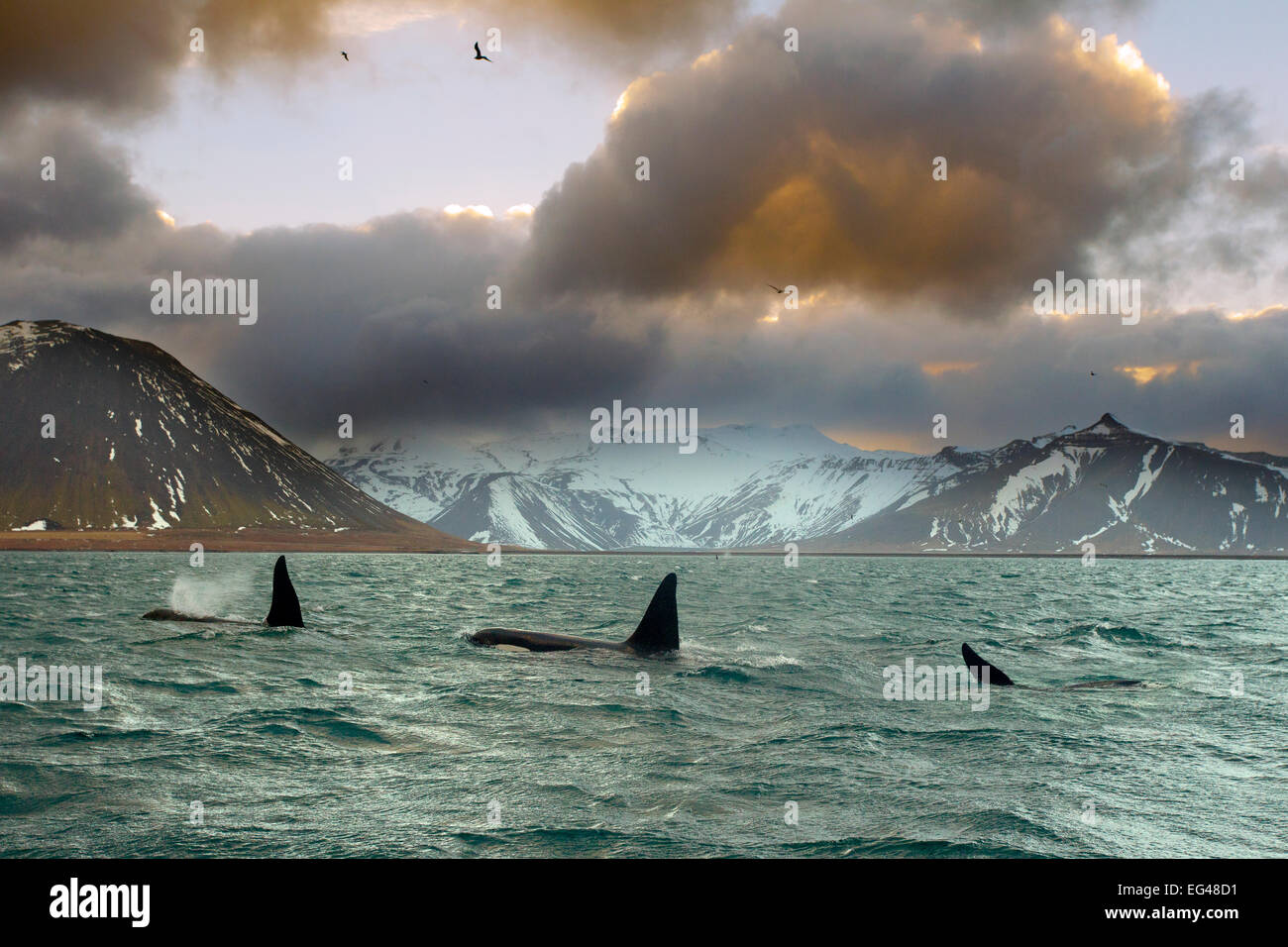 Orcas (Orcinus orca) pod feeding on herring wide shot showing ...