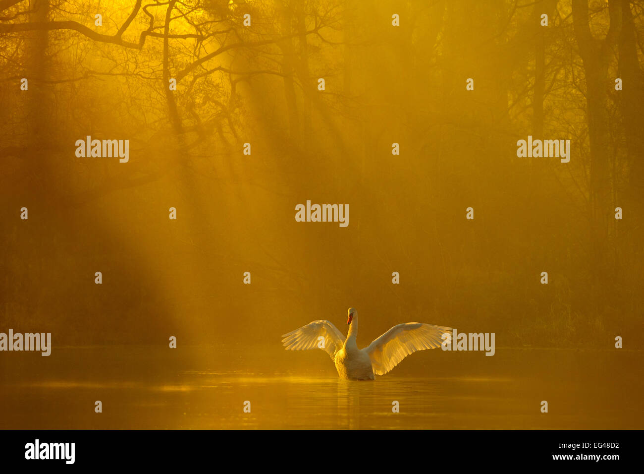 Mute swan (Cygnus olor) stretching its wings backlit at dawn Poynton ...