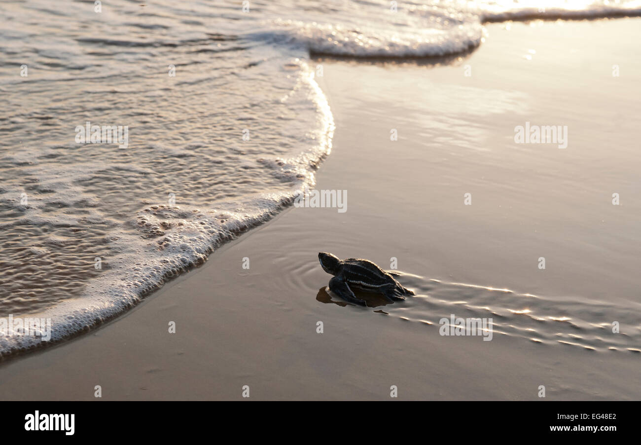 Leatherback sea turtles side view hi-res stock photography and images ...