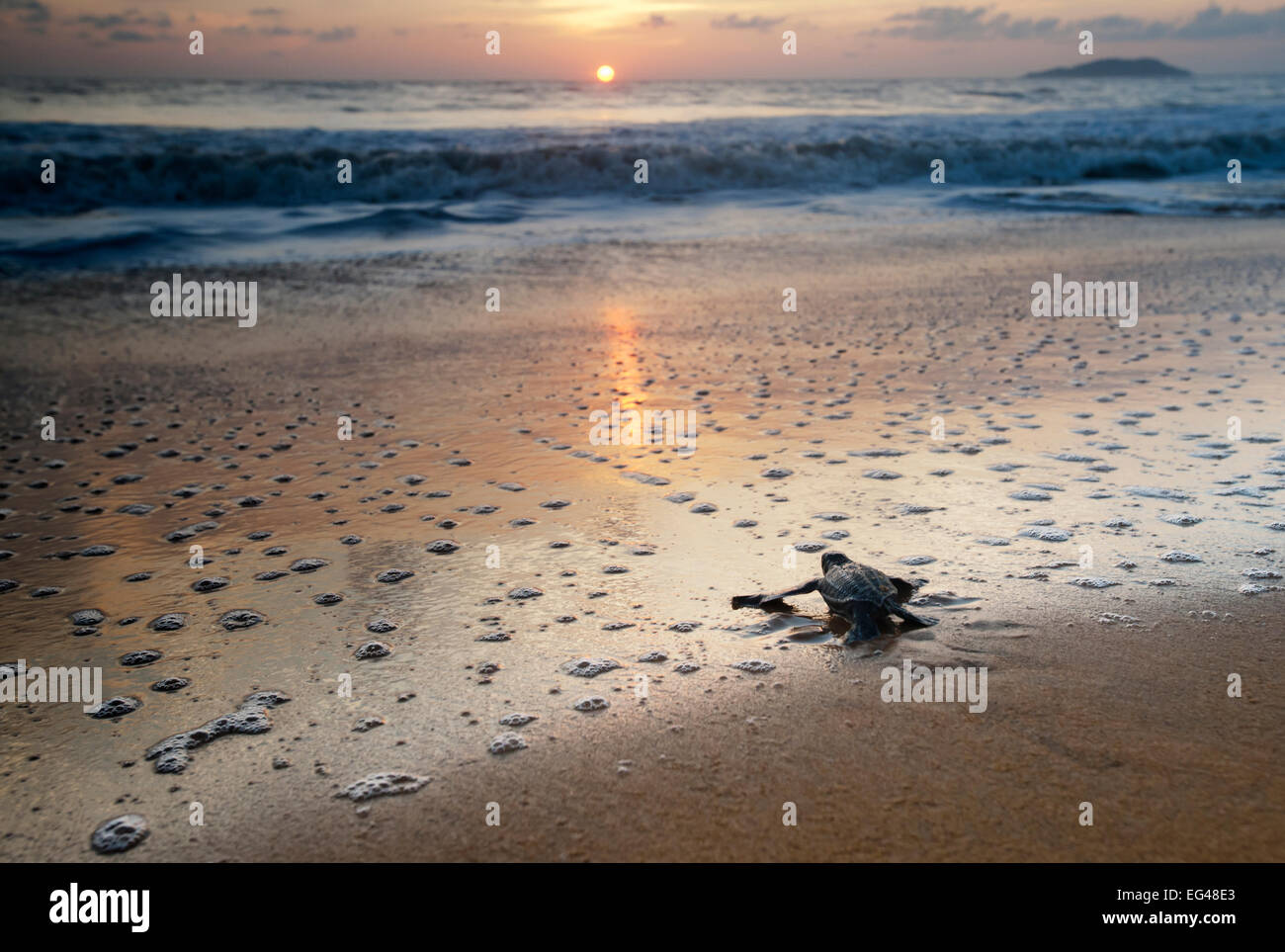 Baby leatherback turtles beach hi-res stock photography and images - Alamy