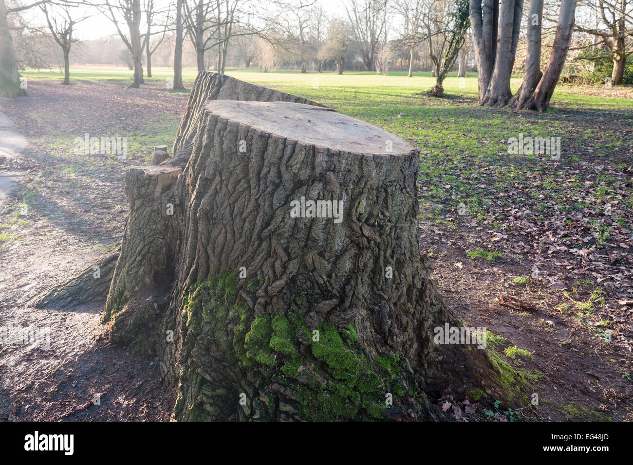 Remaining ash tree stump after felling of tree Stock Photo - Alamy