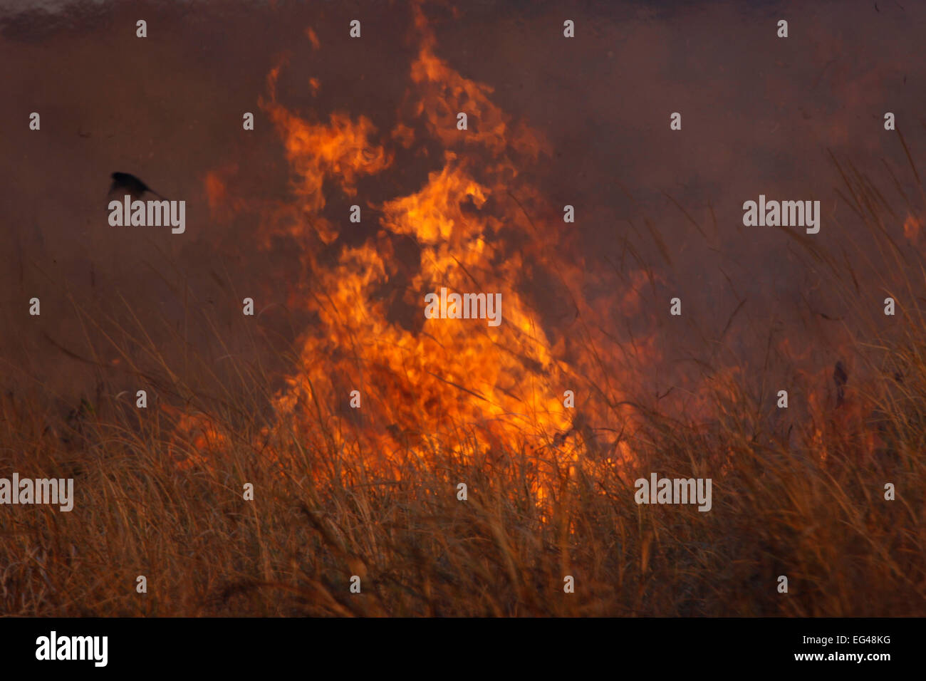 Fork-tailed drongo (Dicrurus adsimilis) catching insects fleeing ...