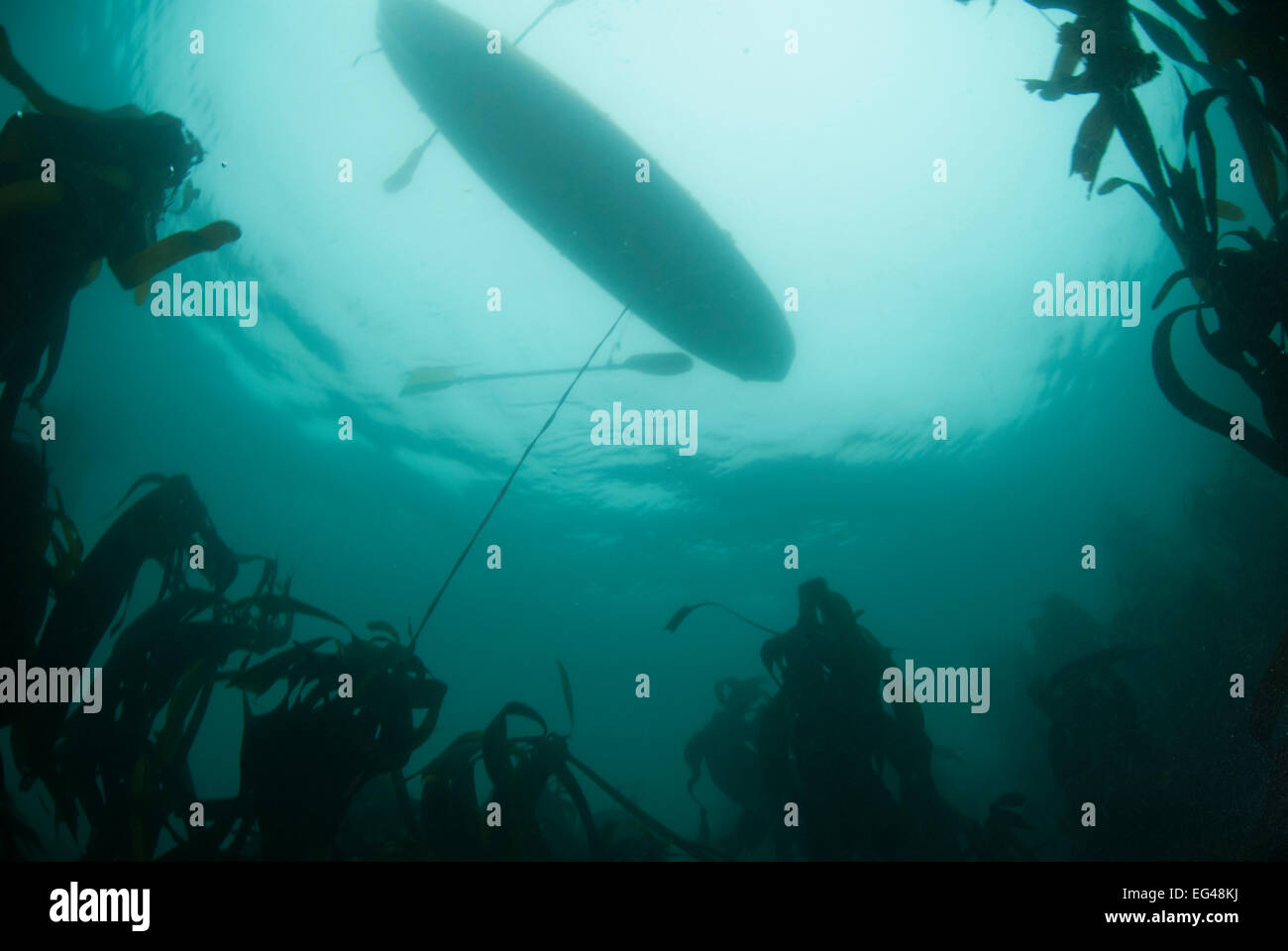 Recreational fishing in sea kayak West coast rock lobster (Jasus ...