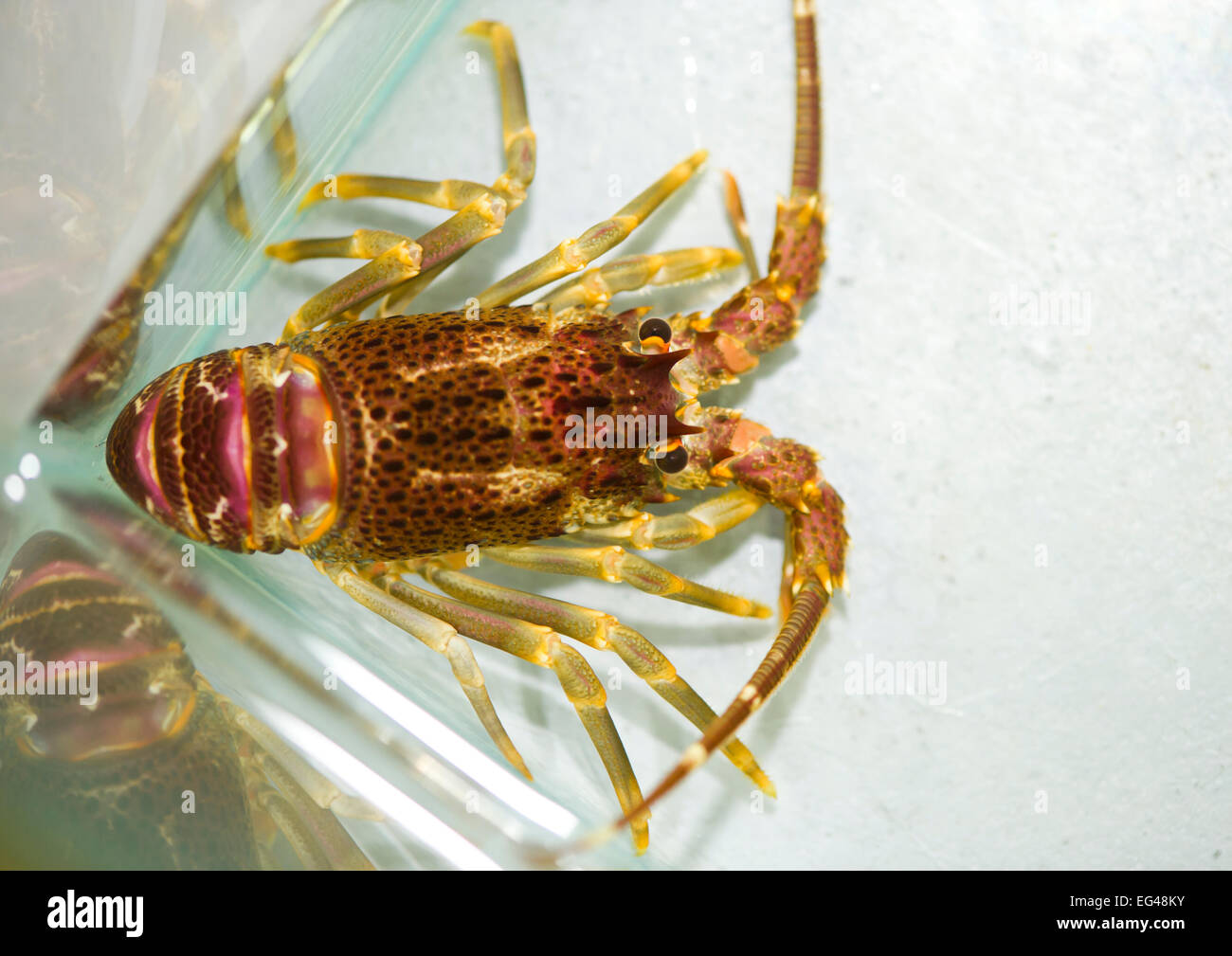 West coast rock lobster (Jasus lalandii) captive at Two Oceans Aquarium ...