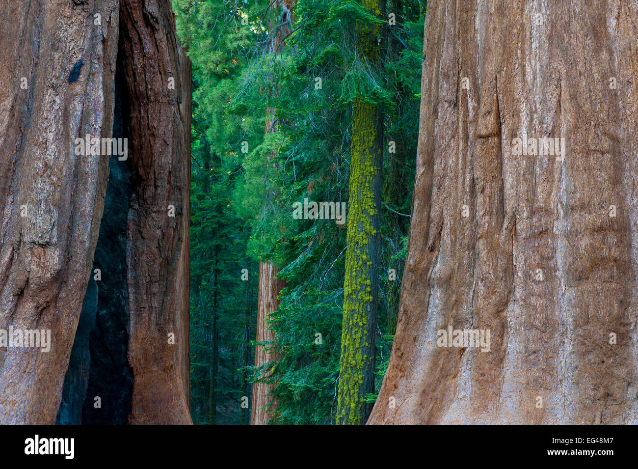 Giant Sequoia (Sequoiadendron giganteum) in Sequoia National Park California USA Stock Photo - Alamy