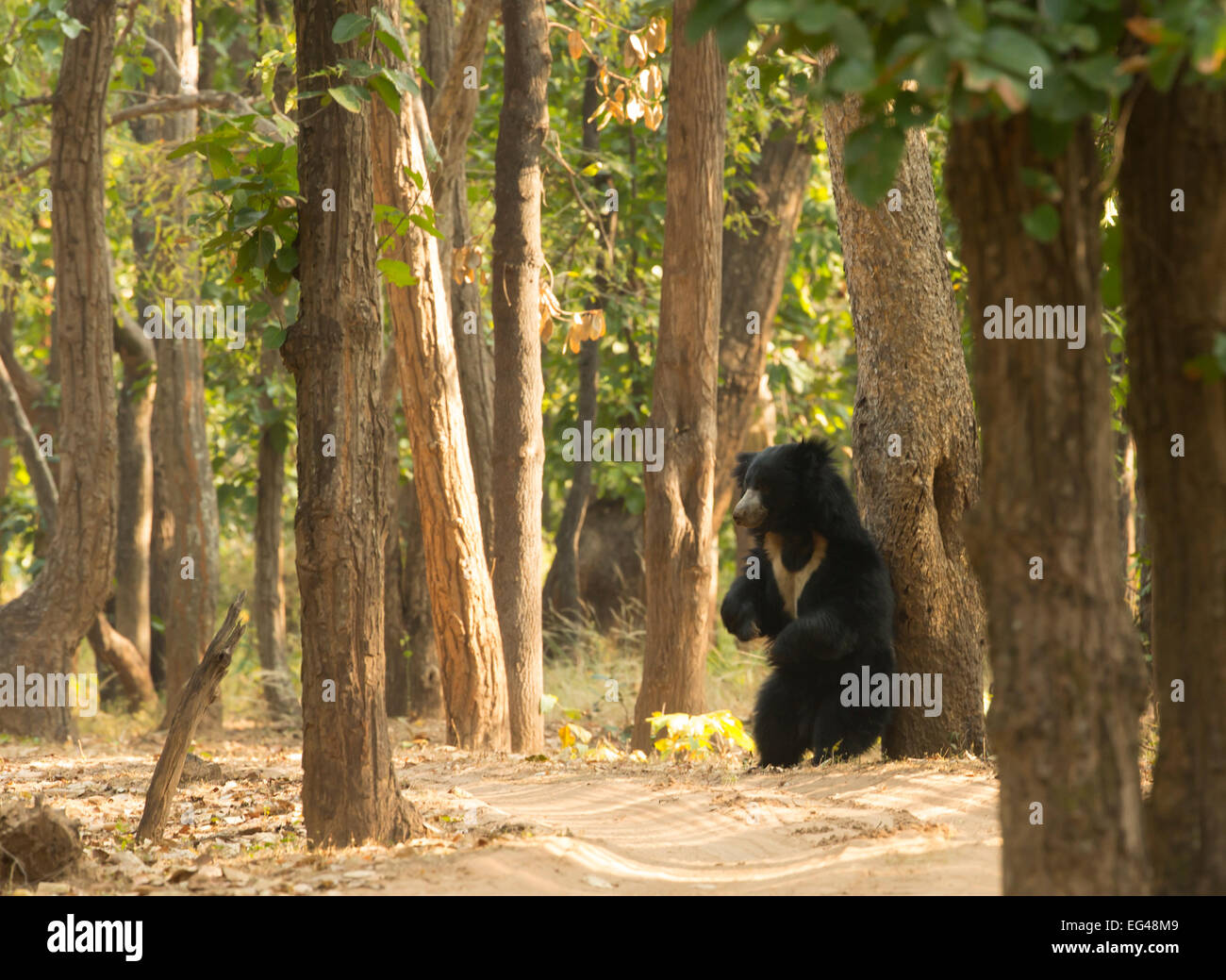 Adult Sloth Bear (Melursus ursinus) scratching its back against tree ...