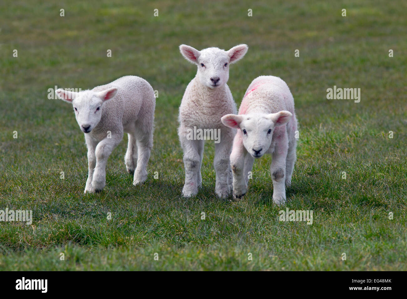 Spring lambs in meadow UK April Stock Photo - Alamy